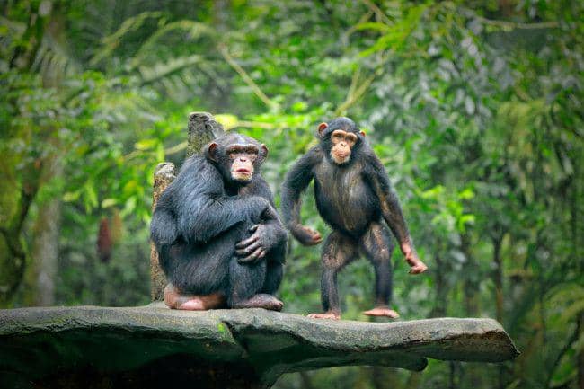 7 Fakta Unik Simpanse, Spesies yang Paling Mendekati Manusia | IDN Times