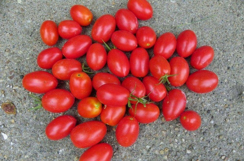 7 Jenis Tomat Paling Populer, Mana yang Paling Sering Kamu Makan? | IDN ...