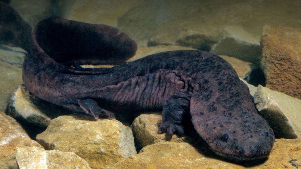 8 Fakta Trio Giant Salamander, Hewan Amfibi Terbesar di Dunia | IDN Times