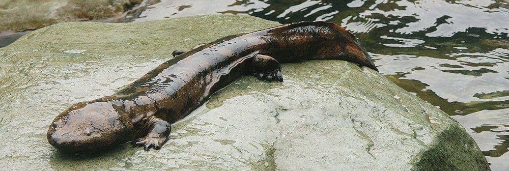 8 Fakta Trio Giant Salamander, Hewan Amfibi Terbesar di Dunia | IDN Times