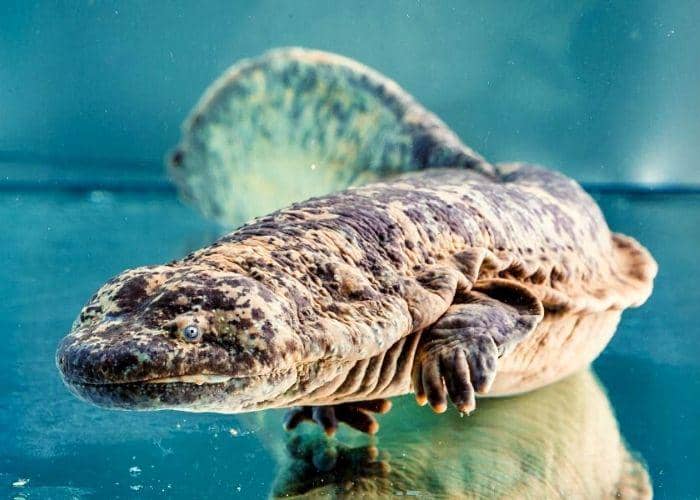 8 Fakta Trio Giant Salamander, Hewan Amfibi Terbesar di Dunia | IDN Times