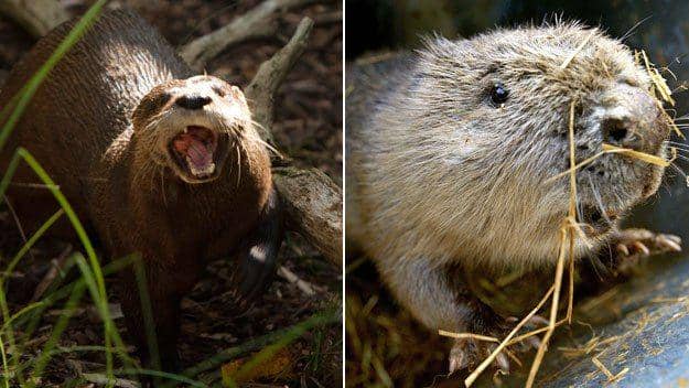 Apa Itu Otter? Hewan Mirip Berang-berang, Ini Fakta Otter! | IDN Times