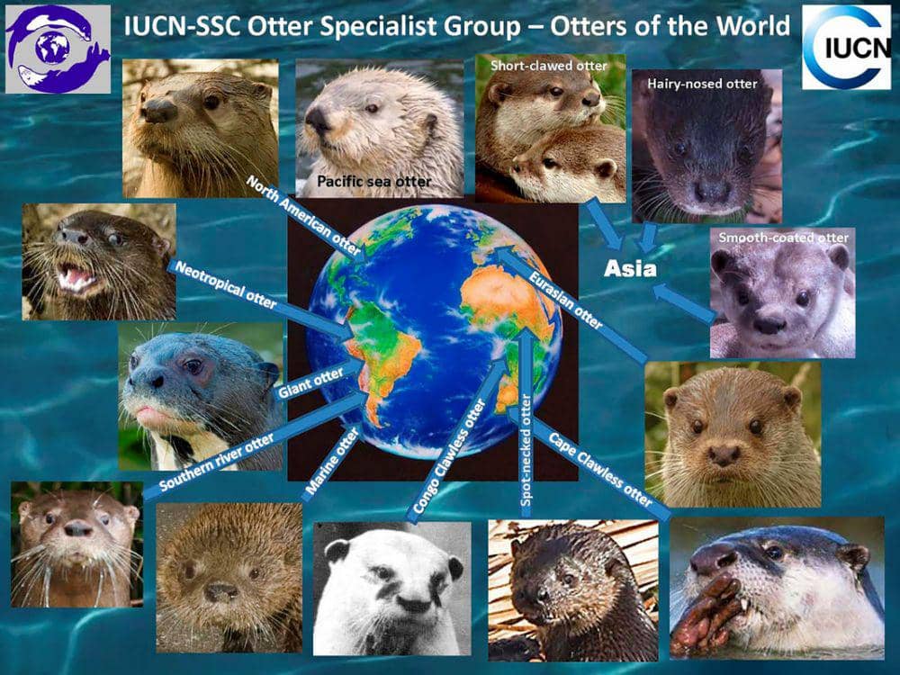 Apa Itu Otter? Hewan Mirip Berang-berang, Ini Fakta Otter! | IDN Times