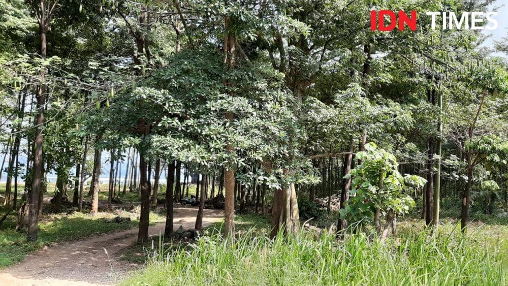 fakta cetik bali | IDN Times Bali