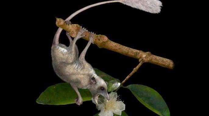 10 Fakta Unik Primata, Jenis Makhluk Hidup yang Mencakup Manusia | IDN ...