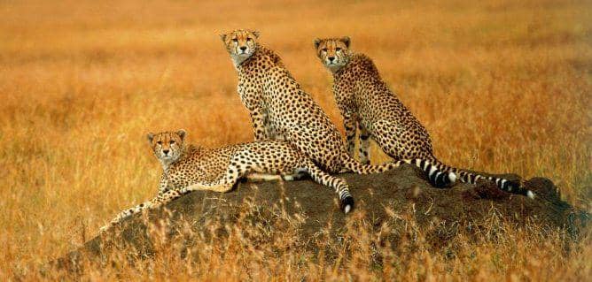 8 Fakta Mengejutkan tentang Citah, Ternyata Bukan dari Afrika | IDN Times