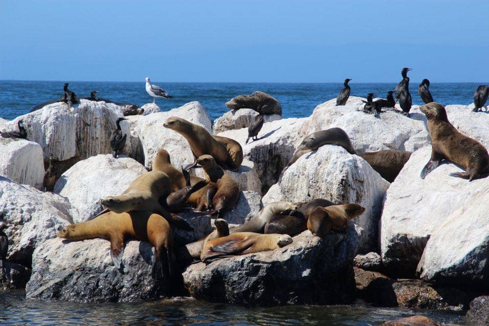 6 Perbedaan Anjing Laut dan Singa Laut, Terlihat Mirip! | IDN Times