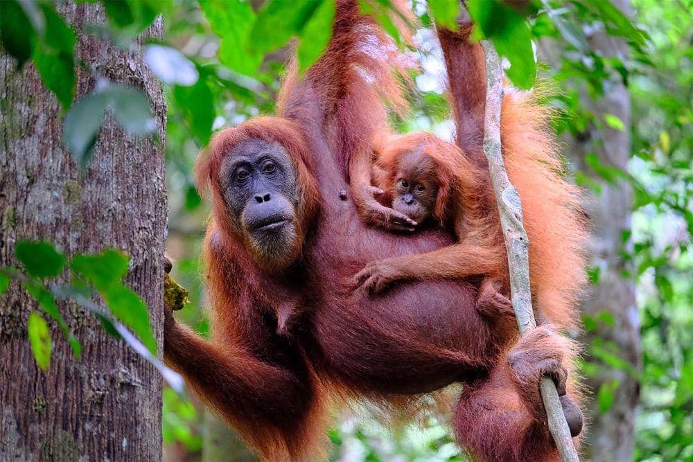 9 Hewan Ini Punya DNA yang Sama dengan Manusia, Seberapa Mirip ya | IDN ...