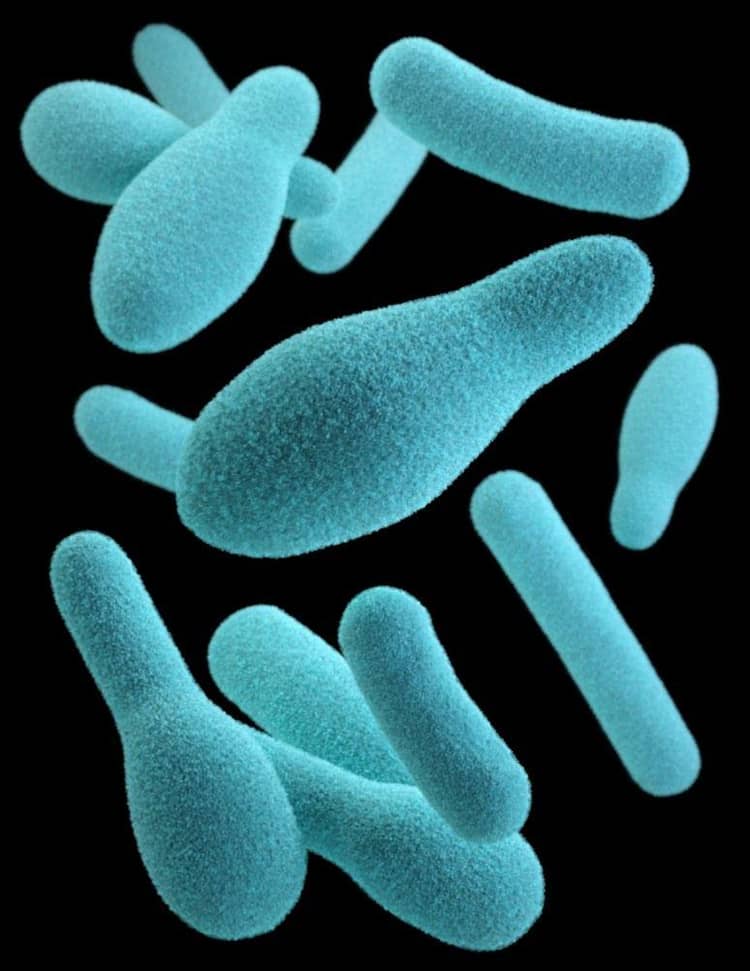 Mengenal Clostridium tetani, Bakteri Penyebab Infeksi Tetanus | IDN Times