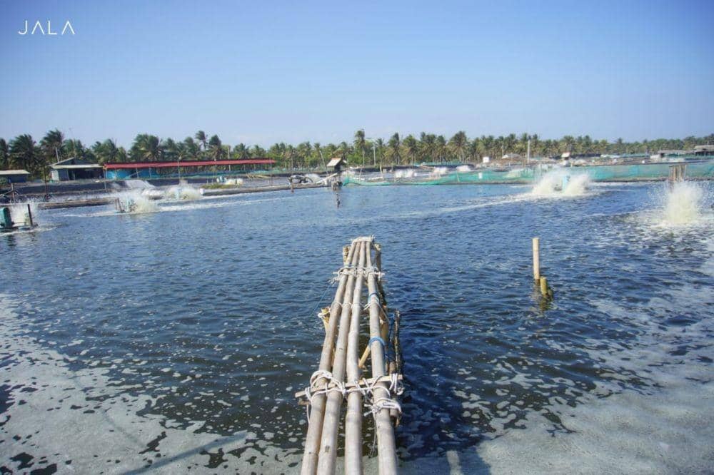 Jala Tech, Startup Yang Sejahterakan Petambak Udang | IDN Times