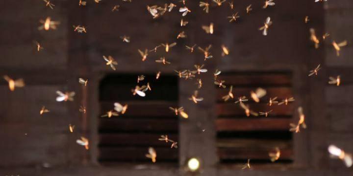 5 Fakta Laron, Hewan yang Suka Cahaya Lampu | IDN Times