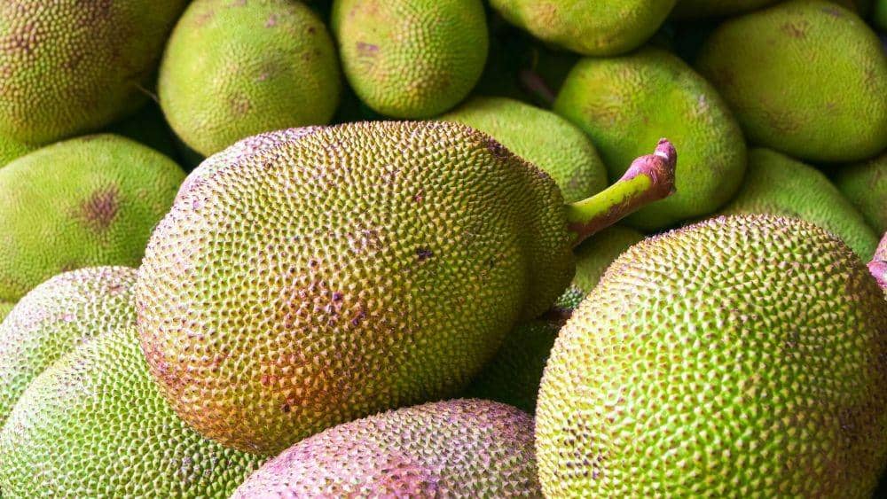 5 Perbedaan Nangka dan Cempedak, Buah Tropis yang Sering Disamaka | IDN ...