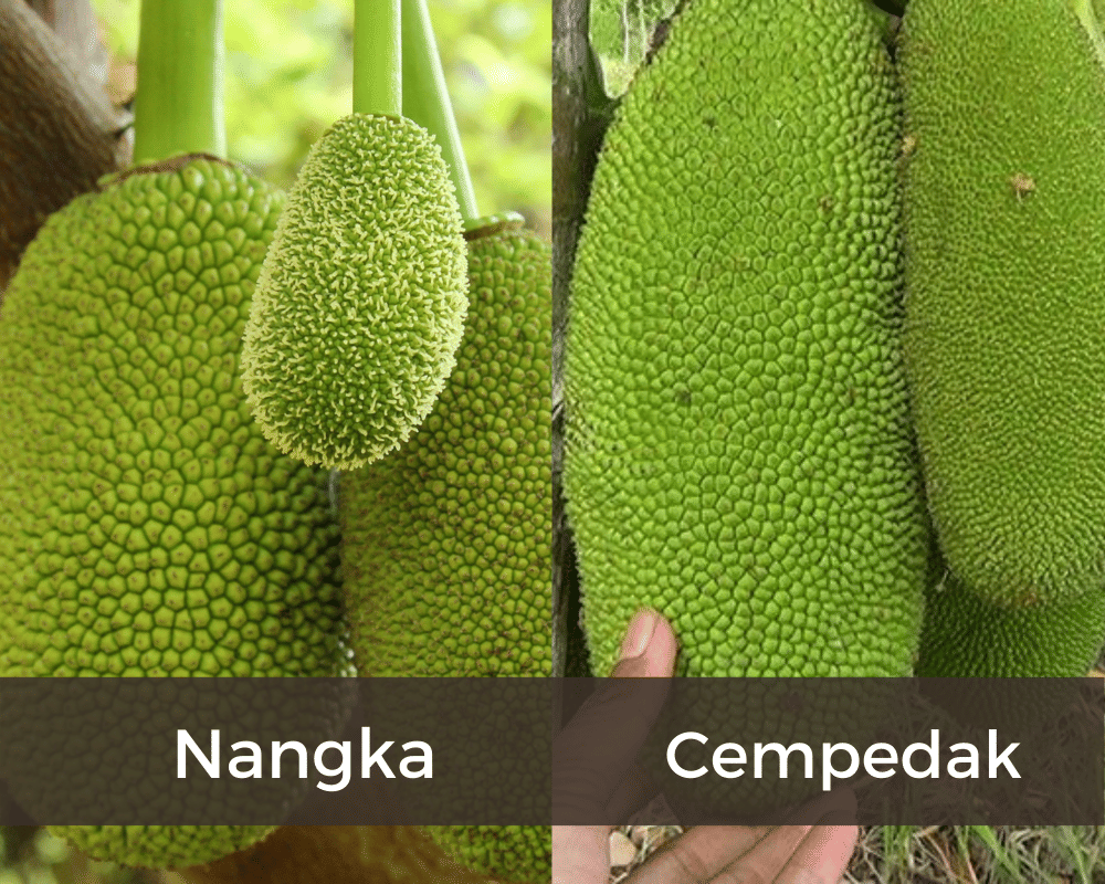 5 Perbedaan Nangka dan Cempedak, Buah Tropis yang Sering Disamaka | IDN ...