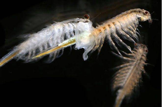 Hewan Viral, Mengenal Sea Monkey dan Cara Memeliharanya | IDN Times