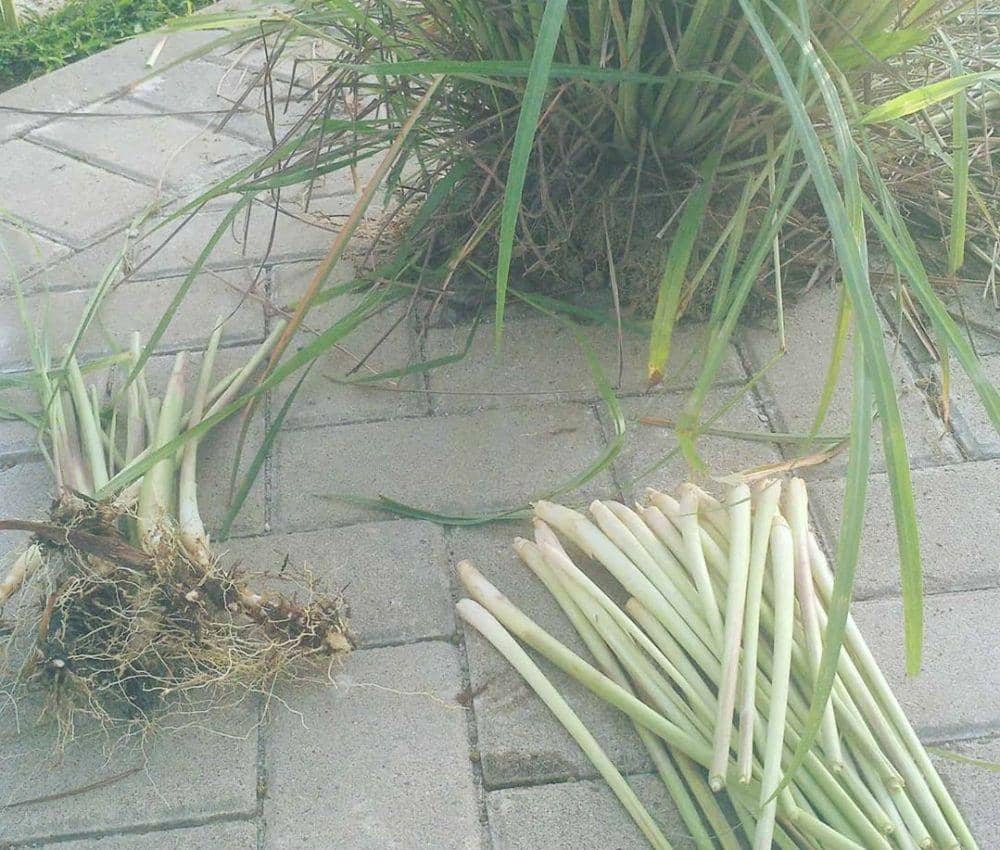5 Perbedaan Serai Wangi dan Serai Dapur, Fungsinya Gak Sama | IDN Times