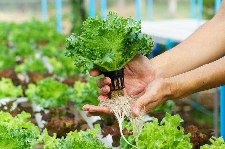 Wisata Edukasi Riyan Farm, Belajar Hidroponik Yuk | IDN Times Banten