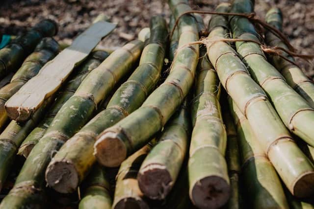 RI Mau Bangun Perkebunan Tebu 'Raksasa', Tiru India-Brasil | IDN Times