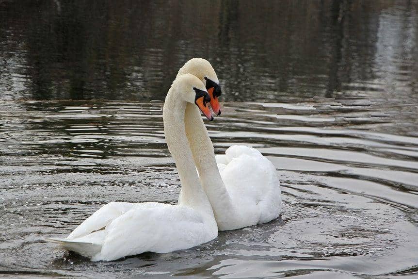 7 Fakta Menarik Mute Swan, Angsa yang Gak Banyak Bersuara | IDN Times
