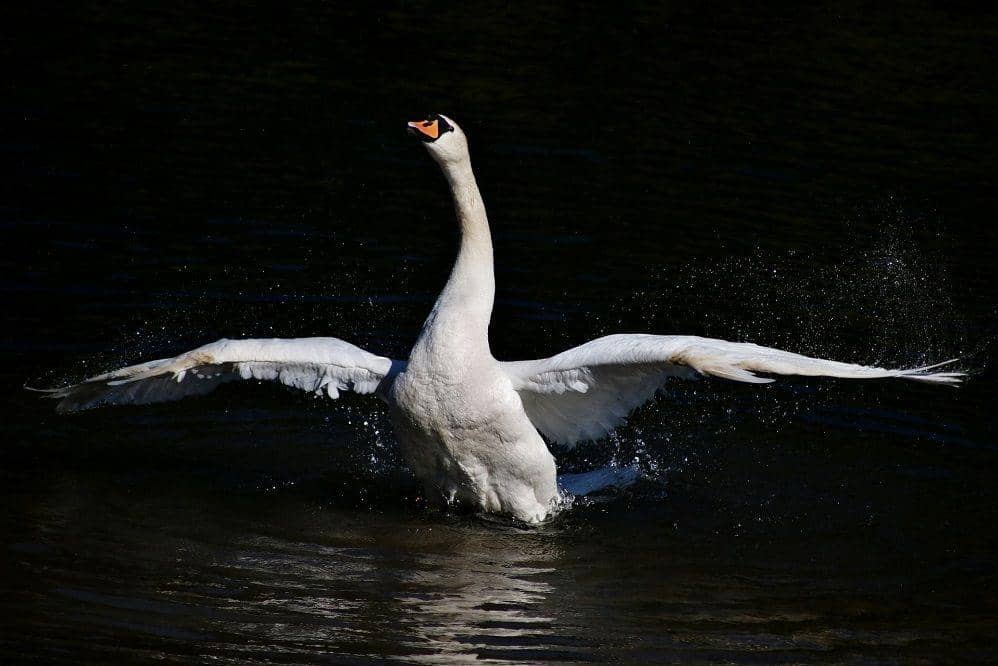 7 Fakta Menarik Mute Swan, Angsa yang Gak Banyak Bersuara | IDN Times