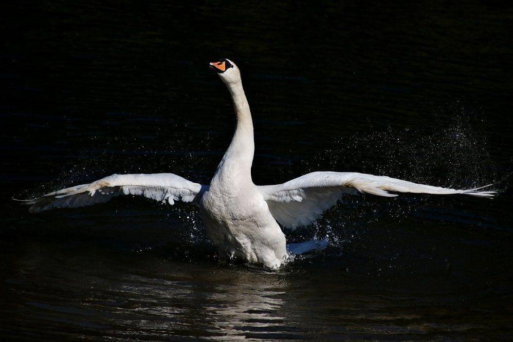 7 Perbedaan Soang dan Angsa, Unggas yang Sering Dikira Sama | IDN Times