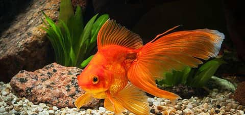 10 Spesies Ikan dengan Beragam Warna, dari Merah Hingga Ungu | IDN Times