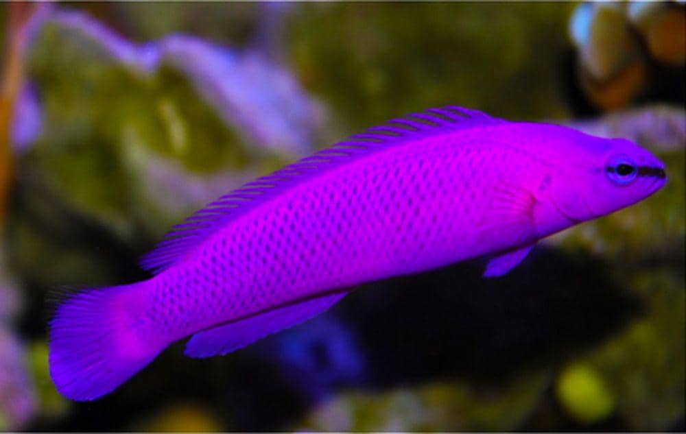 10 Spesies Ikan dengan Beragam Warna, dari Merah Hingga Ungu | IDN Times