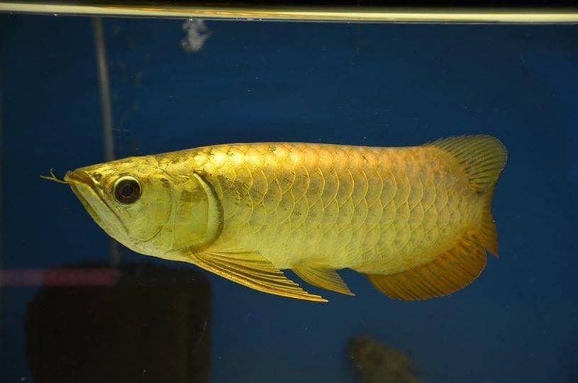 10 Spesies Ikan dengan Beragam Warna, dari Merah Hingga Ungu | IDN Times