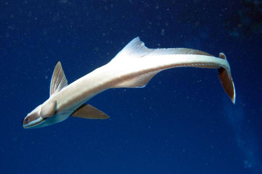 7 Fakta Menarik Remora, Ikan Berjidat Pipih Kawan Baik Hiu | IDN Times