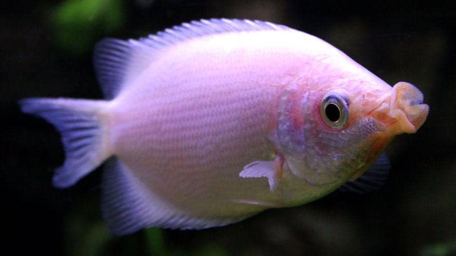 10 Spesies Ikan dengan Beragam Warna, dari Merah Hingga Ungu | IDN Times
