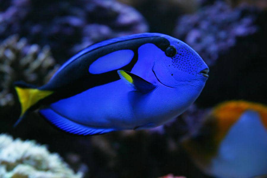 10 Spesies Ikan dengan Beragam Warna, dari Merah Hingga Ungu | IDN Times