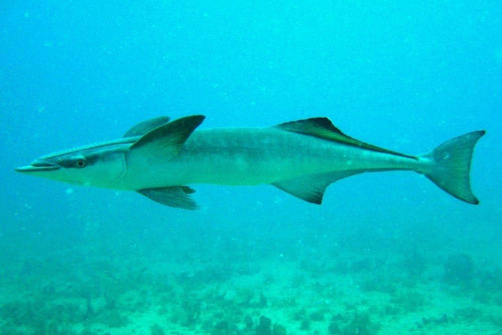 7 Fakta Menarik Remora, Ikan Berjidat Pipih Kawan Baik Hiu | IDN Times