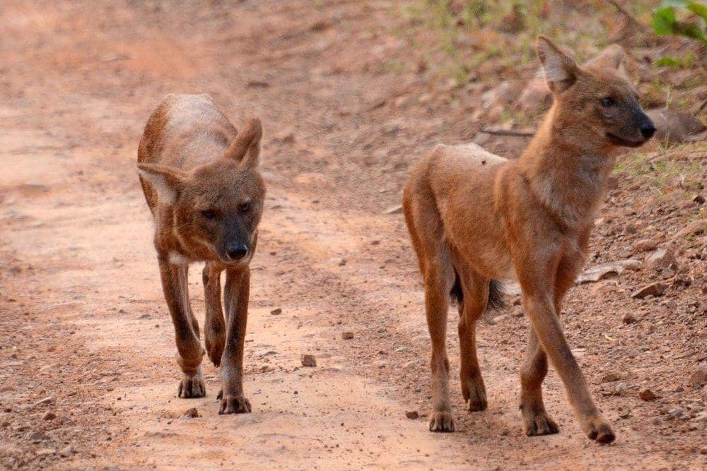 7 Fakta Ajak, Anjing Liar Mirip Rubah yang Makan Buah Beri | IDN Times