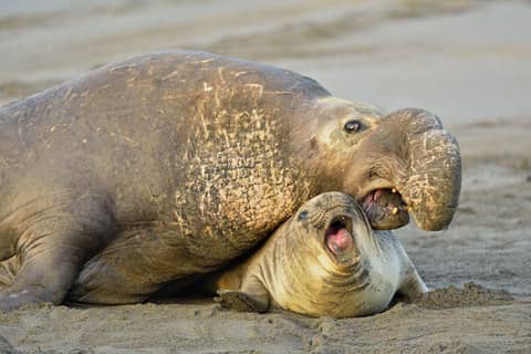 5 Hewan Suka Berhubungan, Ada yang Puluhan Kali | IDN Times