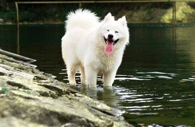 10 Ras Anjing Paling Mahal di Dunia, Tembus Rp190 Juta! | IDN Times