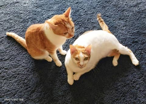 5 Mitos Tentang Kucing, Kamu Lebih Percaya Mana Nih? | IDN Times Bali