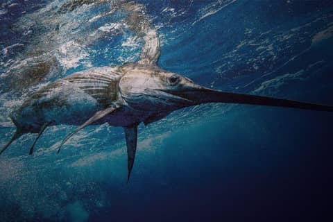 7 Fakta Menarik Ikan Todak, si Moncong Pedang Bergigi Ompong | IDN Times