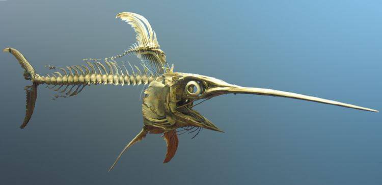 7 Fakta Menarik Ikan Todak, si Moncong Pedang Bergigi Ompong | IDN Times