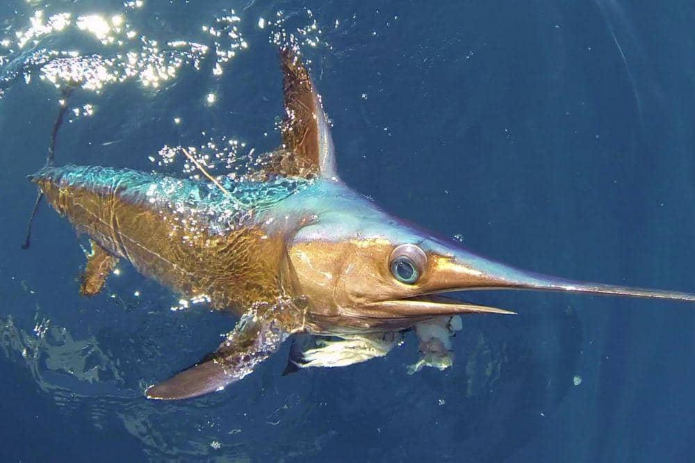 7 Fakta Menarik Ikan Todak, si Moncong Pedang Bergigi Ompong | IDN Times