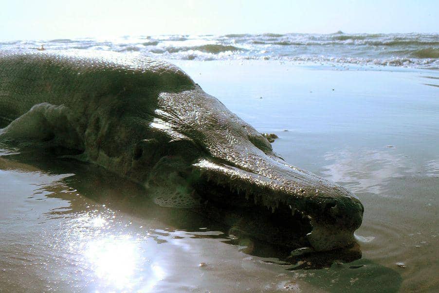 7 Fakta Menarik Ikan Aligator yang Dijuluki Fosil Hidup | IDN Times