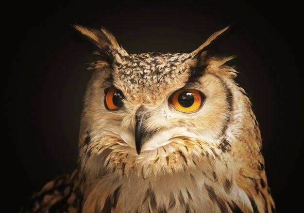 Kenapa Burung Hantu Disebut Burung Hantu? Ini Alasannya | IDN Times