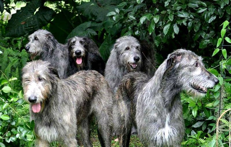 8 Ras Anjing Terbesar di Dunia, Ukurannya Raksasa! | IDN Times