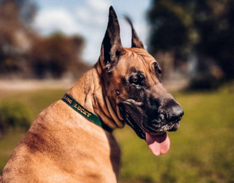 8 Ras Anjing Terbesar di Dunia, Ukurannya Raksasa! | IDN Times