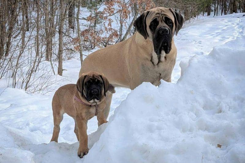 8 Ras Anjing Terbesar di Dunia, Ukurannya Raksasa! | IDN Times