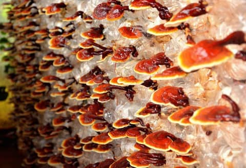 6 Manfaat Kesehatan Jamur Reishi dan Risiko Efek Sampingnya | IDN Times