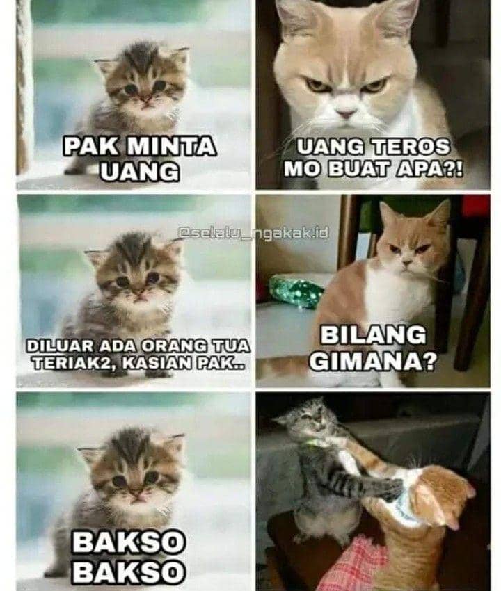 Meme Kucing yang Kocak, Bikin Ngakak Sekaligus Gemesin | IDN Times