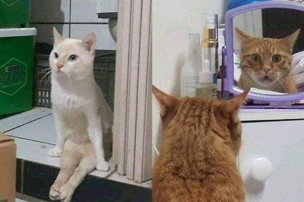 10 Kelakuan Kucing Mirip Manusia Ini Bikin Geleng-Geleng | IDN Times