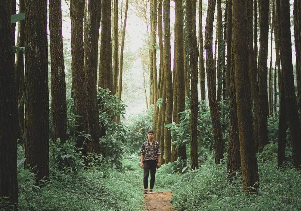 10 Hutan Pinus Paling Populer di Pulau Jawa yang Asri | IDN Times