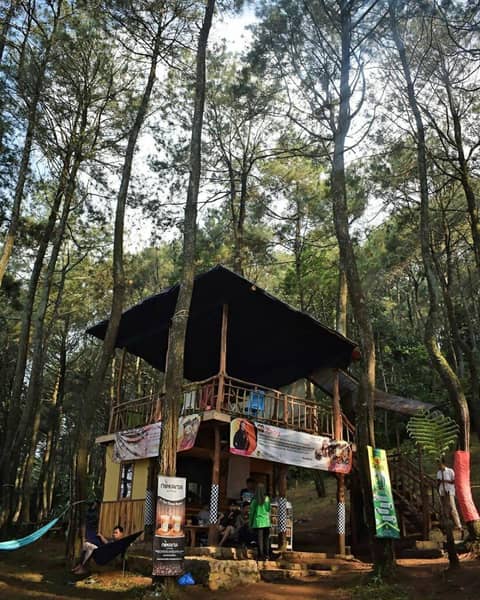 10 Hutan Pinus Paling Populer di Pulau Jawa yang Asri | IDN Times