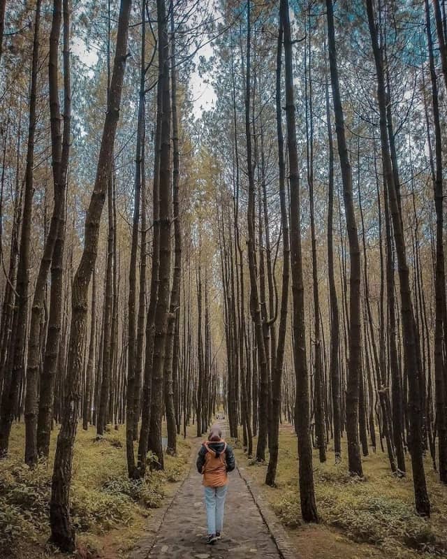 10 Hutan Pinus Paling Populer di Pulau Jawa yang Asri | IDN Times