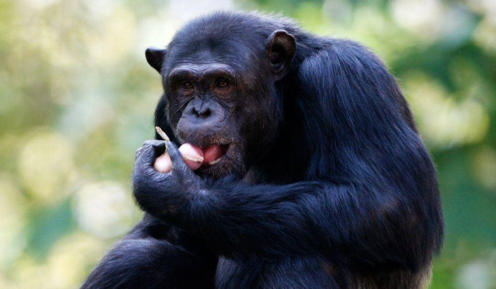 5 Jenis Hewan Primata yang Termasuk Kera, Beda dengan Monyet | IDN Times